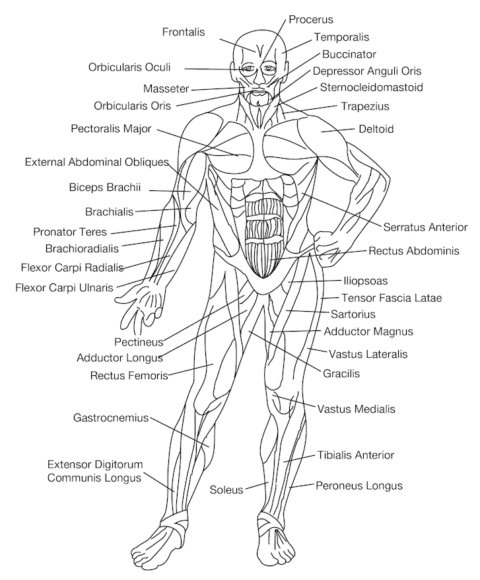 Body Map | From Me to You Massage Therapy